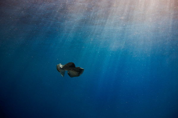 Biomagnification Plastic