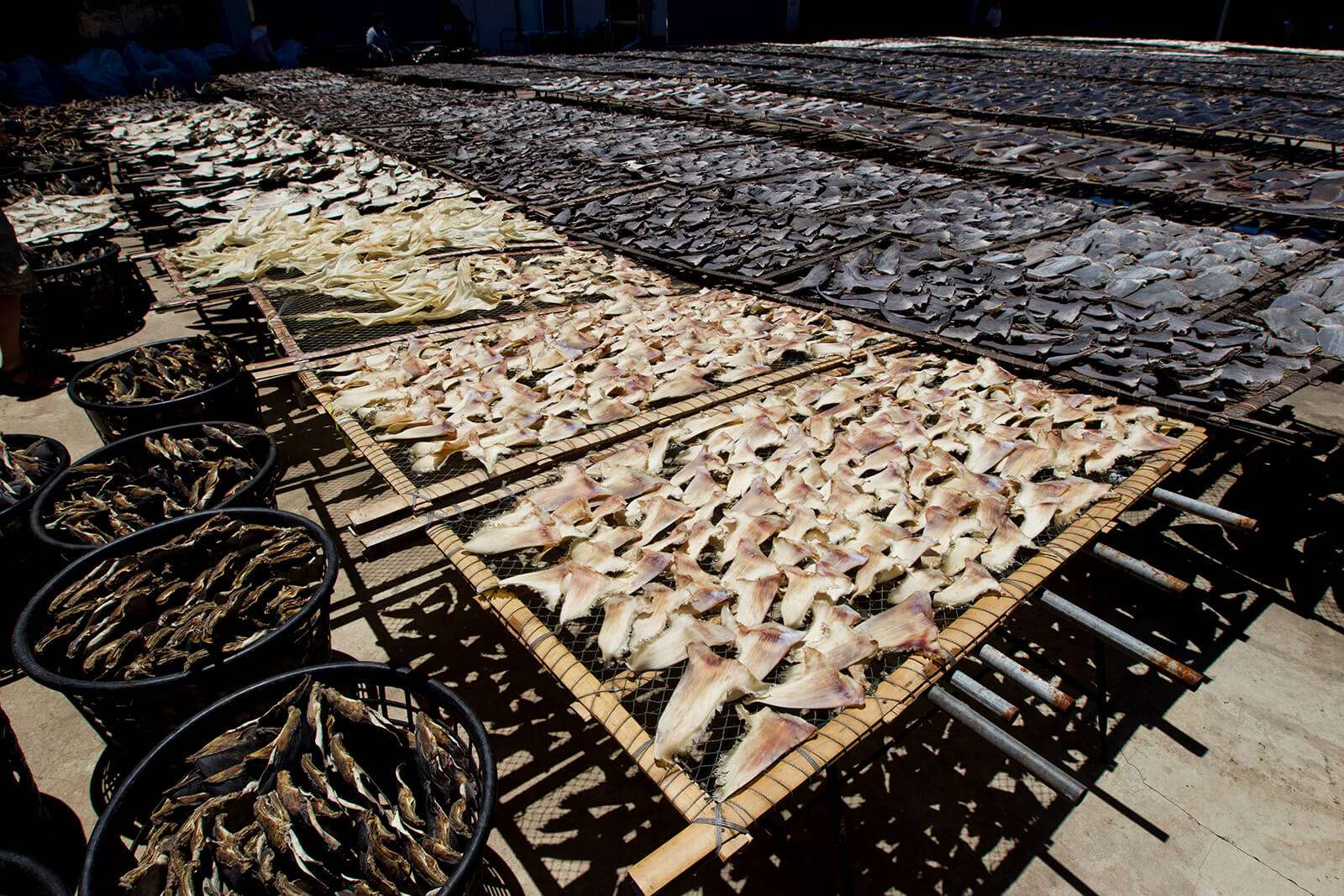 Hunting for truth about the global shark fin trade | Stories | Monterey ...