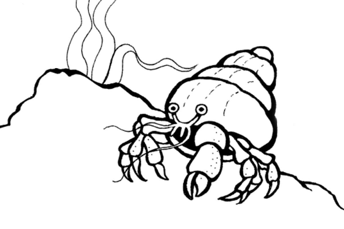 monterey bay aquarium coloring pages