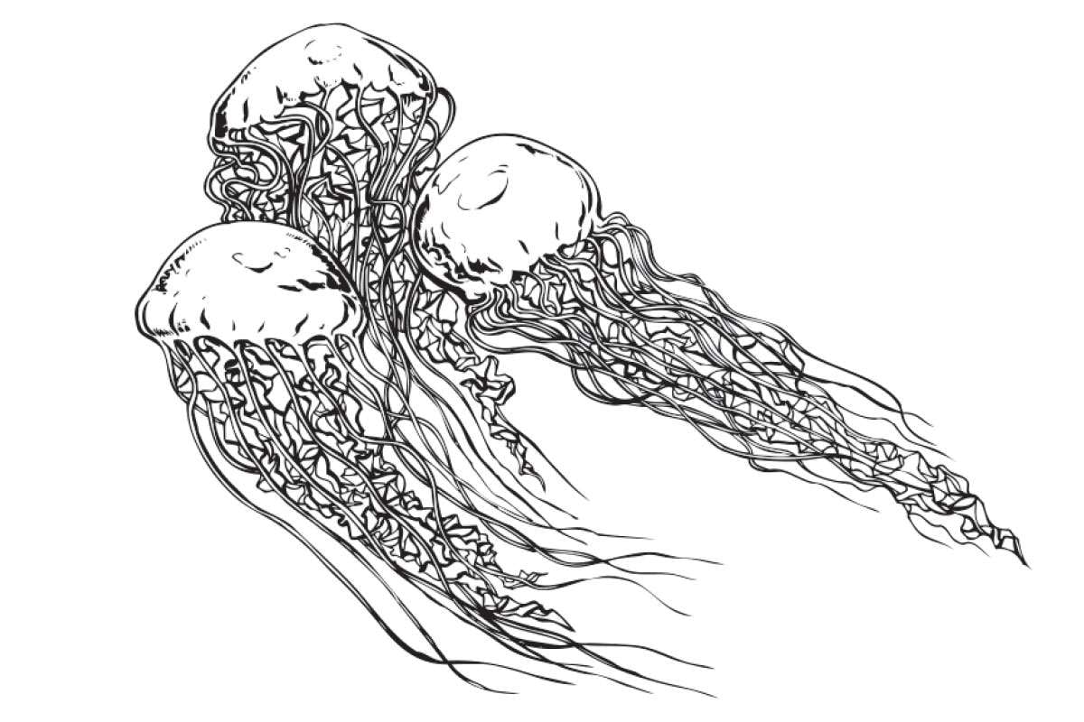 monterey bay aquarium coloring pages