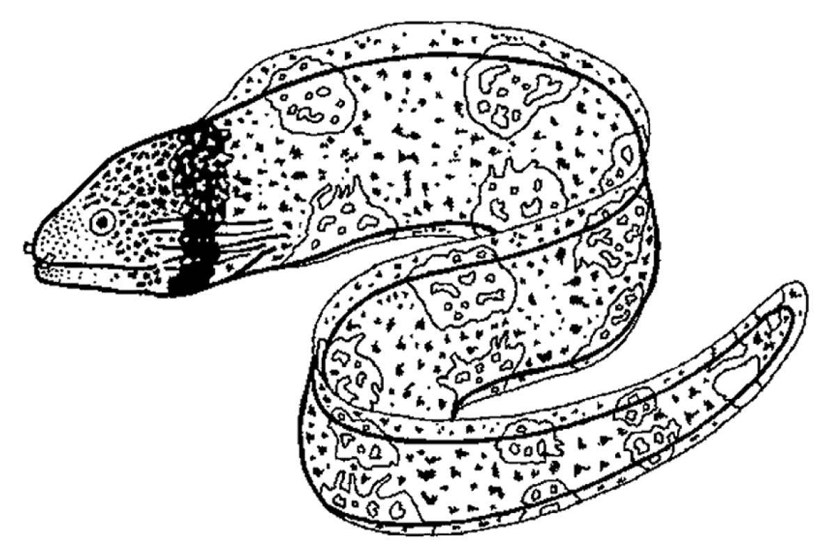 free printable eel coloring pages