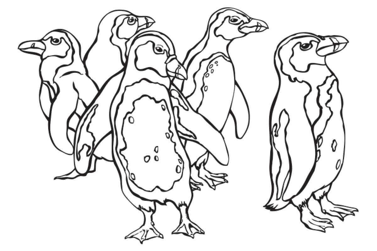 Coloring pages | Activities | Monterey Bay Aquarium
