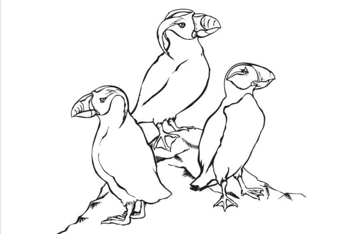 monterey bay aquarium coloring pages