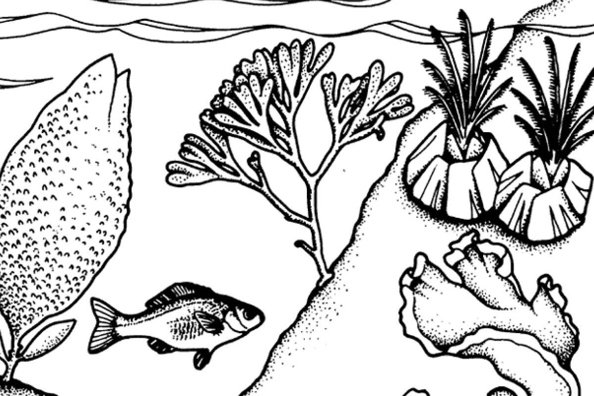 Coloring pages | Activities | Monterey Bay Aquarium