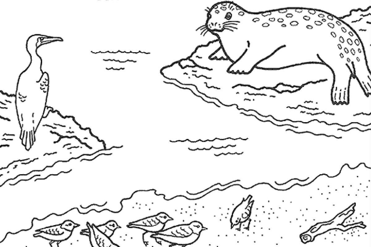 monterey bay aquarium coloring pages