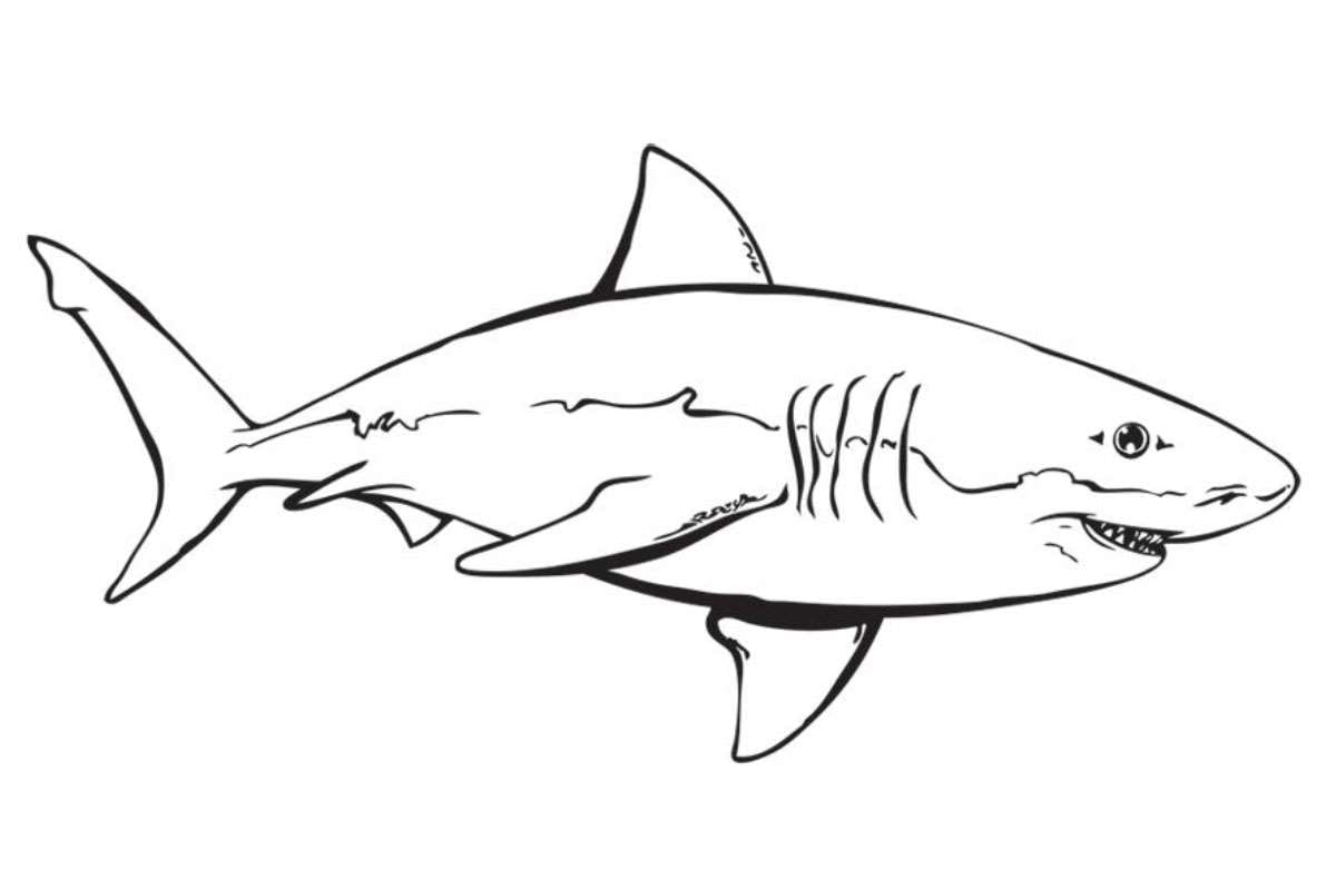 monterey bay aquarium coloring pages