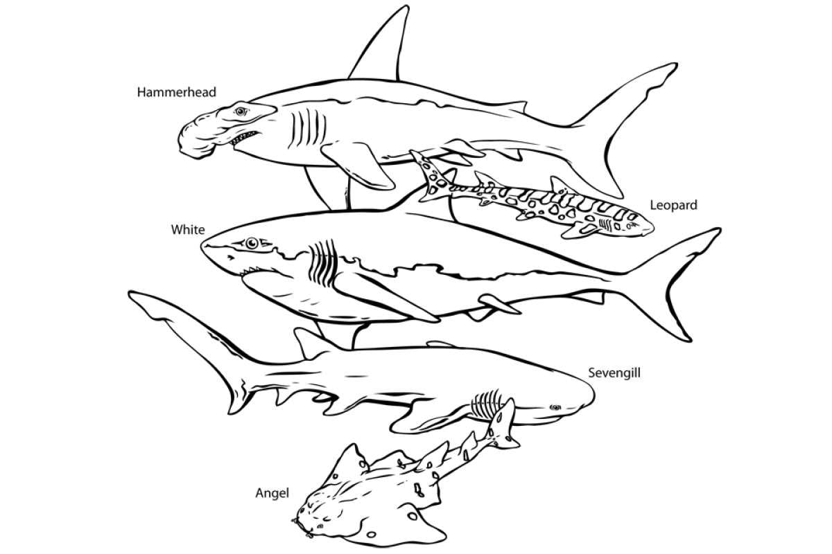 monterey bay aquarium coloring pages