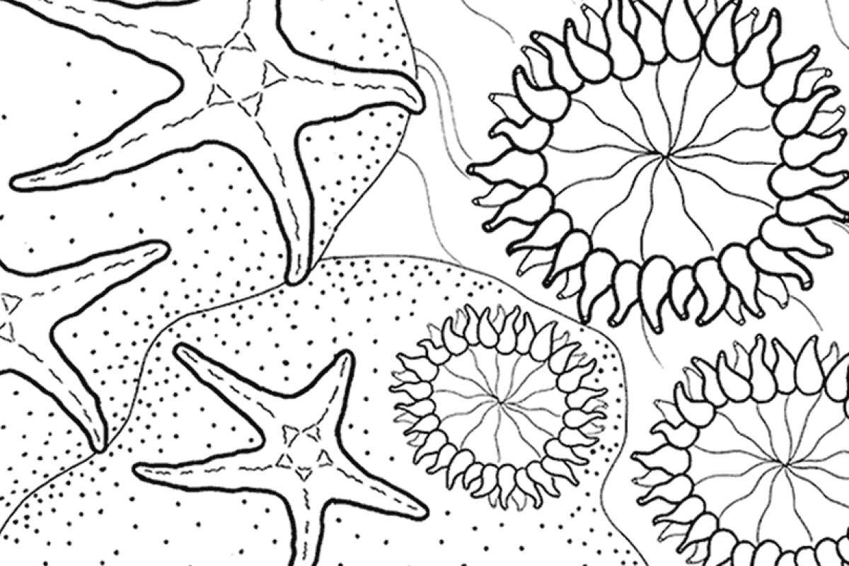 monterey bay aquarium coloring pages