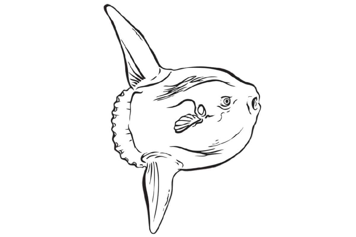 sunfish coloring sheet
