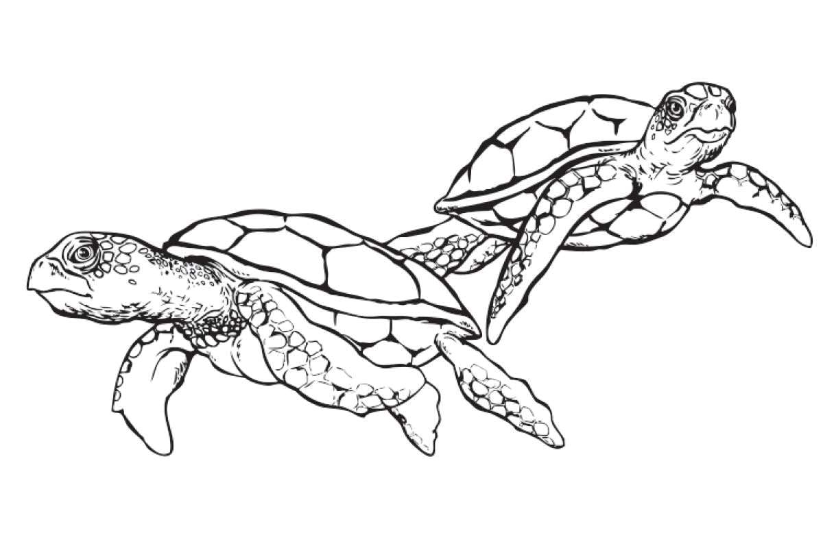 atlantic sea turtle coloring pages