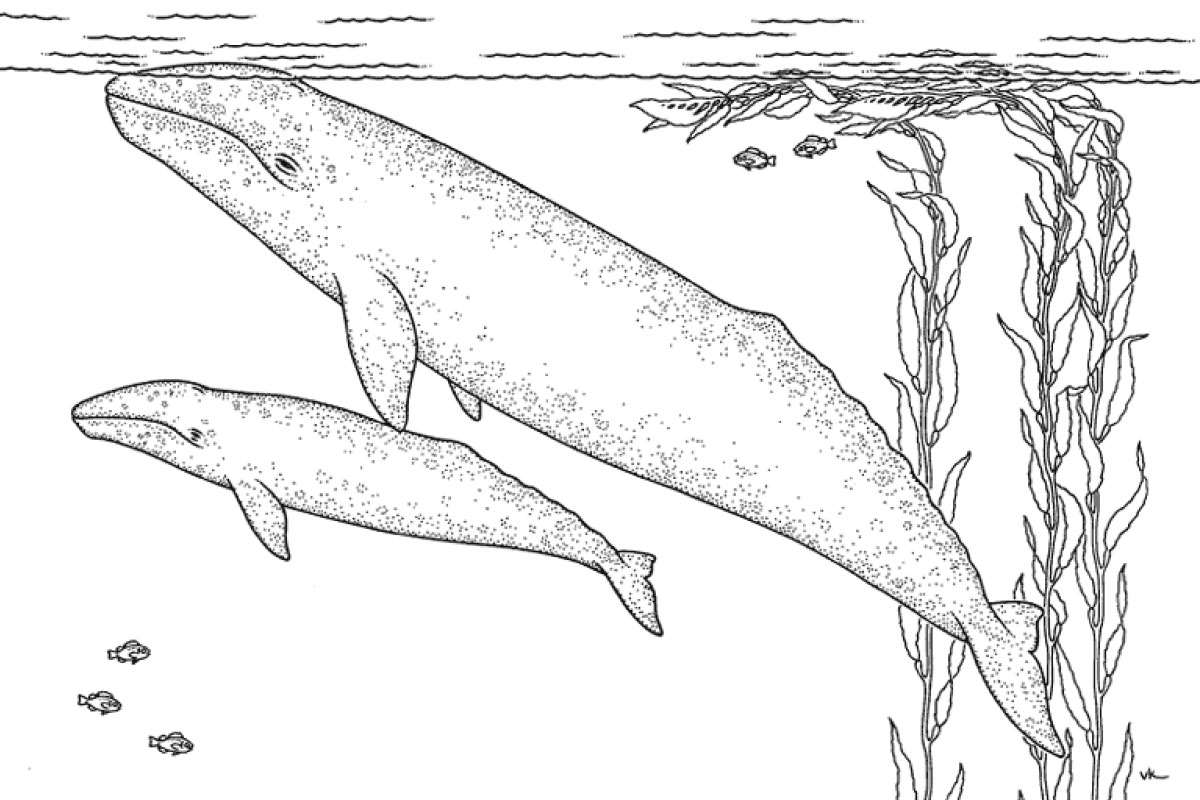 sea creature free coloring pages