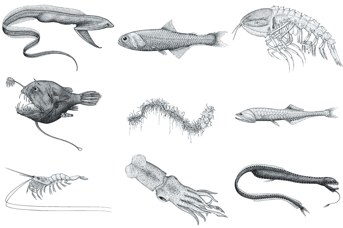 Coloring pages | Activities | Monterey Bay Aquarium