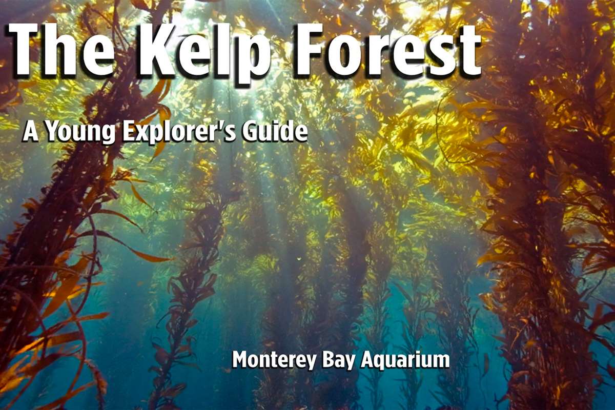 Kelp forest game & ebook | Monterey Bay Aquarium