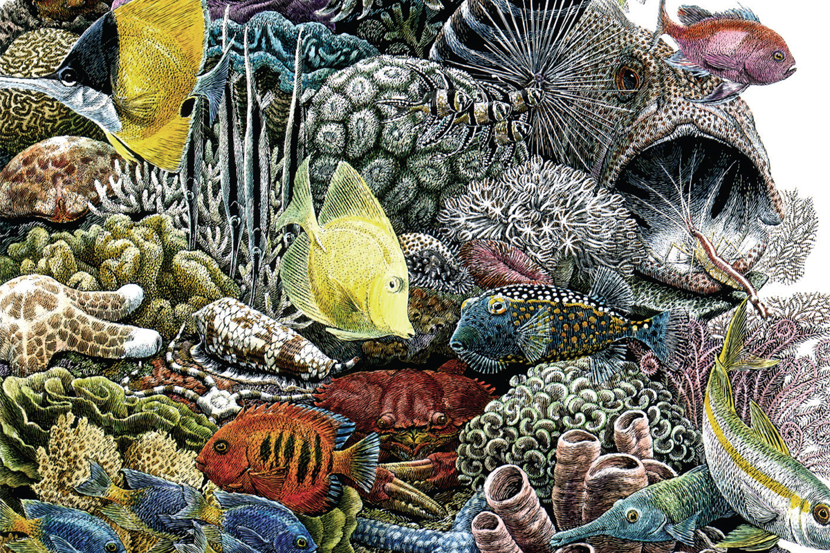 Coral reefs | Habitats | Monterey Bay Aquarium