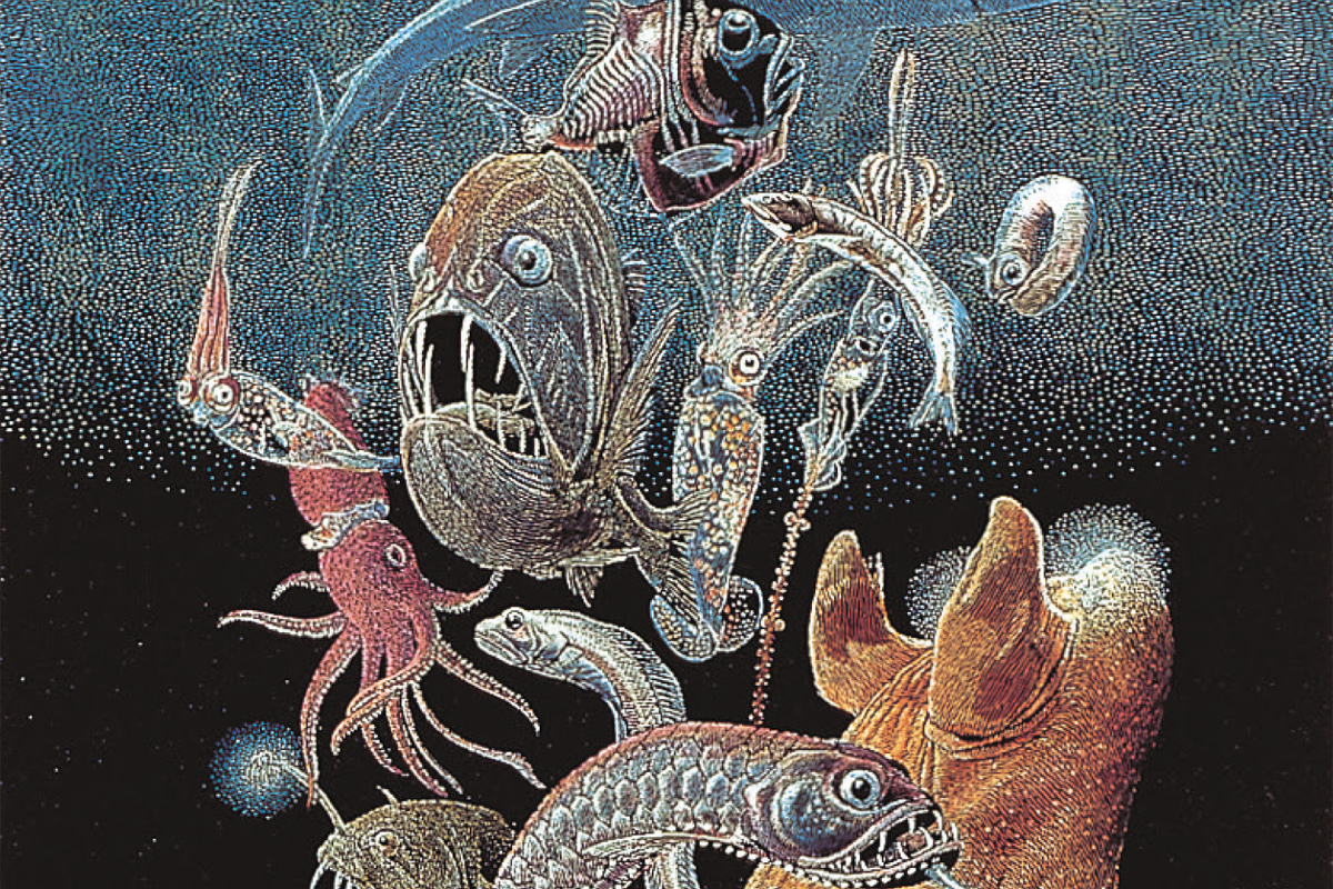 Deep sea | Habitat | Monterey Bay Aquarium