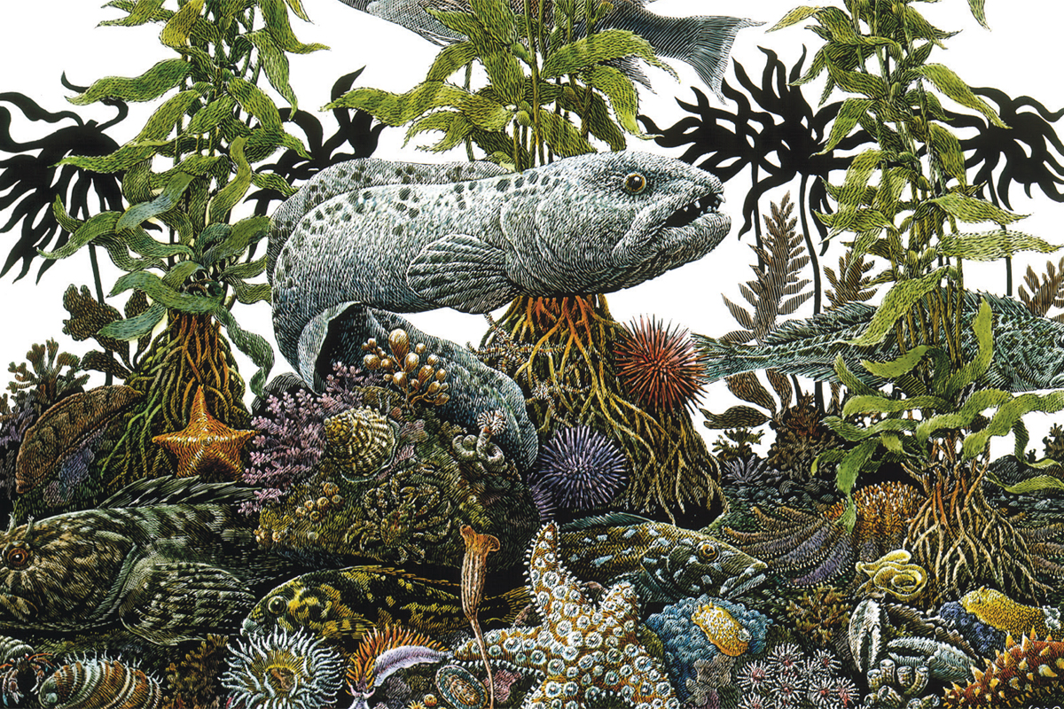 Kelp forest | Habitat | Monterey Bay Aquarium