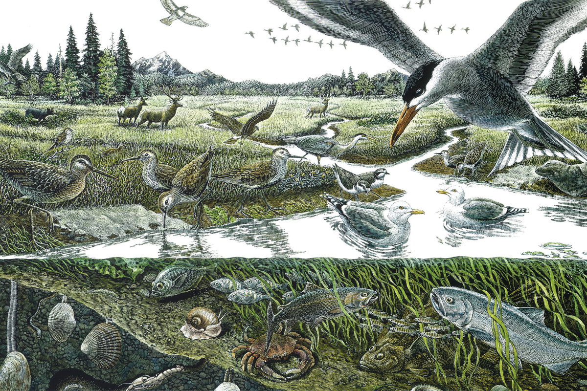 Wetlands Animal Adaptations Wonderful Wetland Wildlife. Ages 7 11