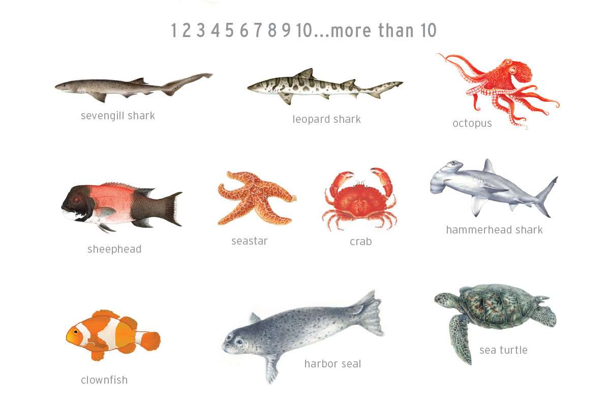 Be a sea searcher | Activities | Monterey Bay Aquarium