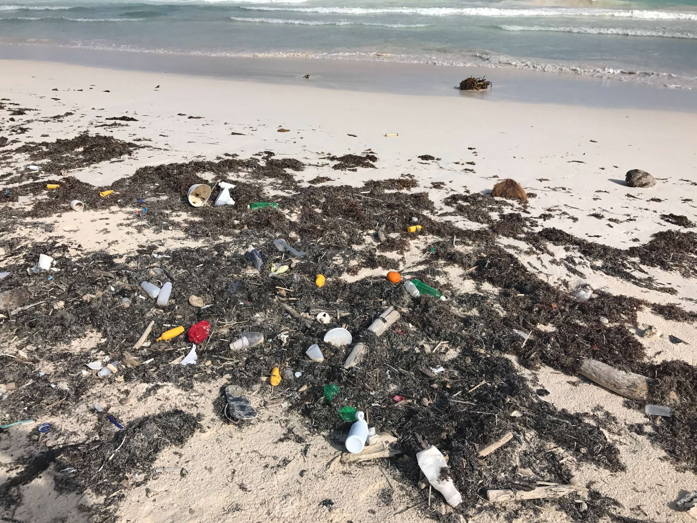 Curriculum 6-8 | Beach contamination | Monterey Bay Aquarium