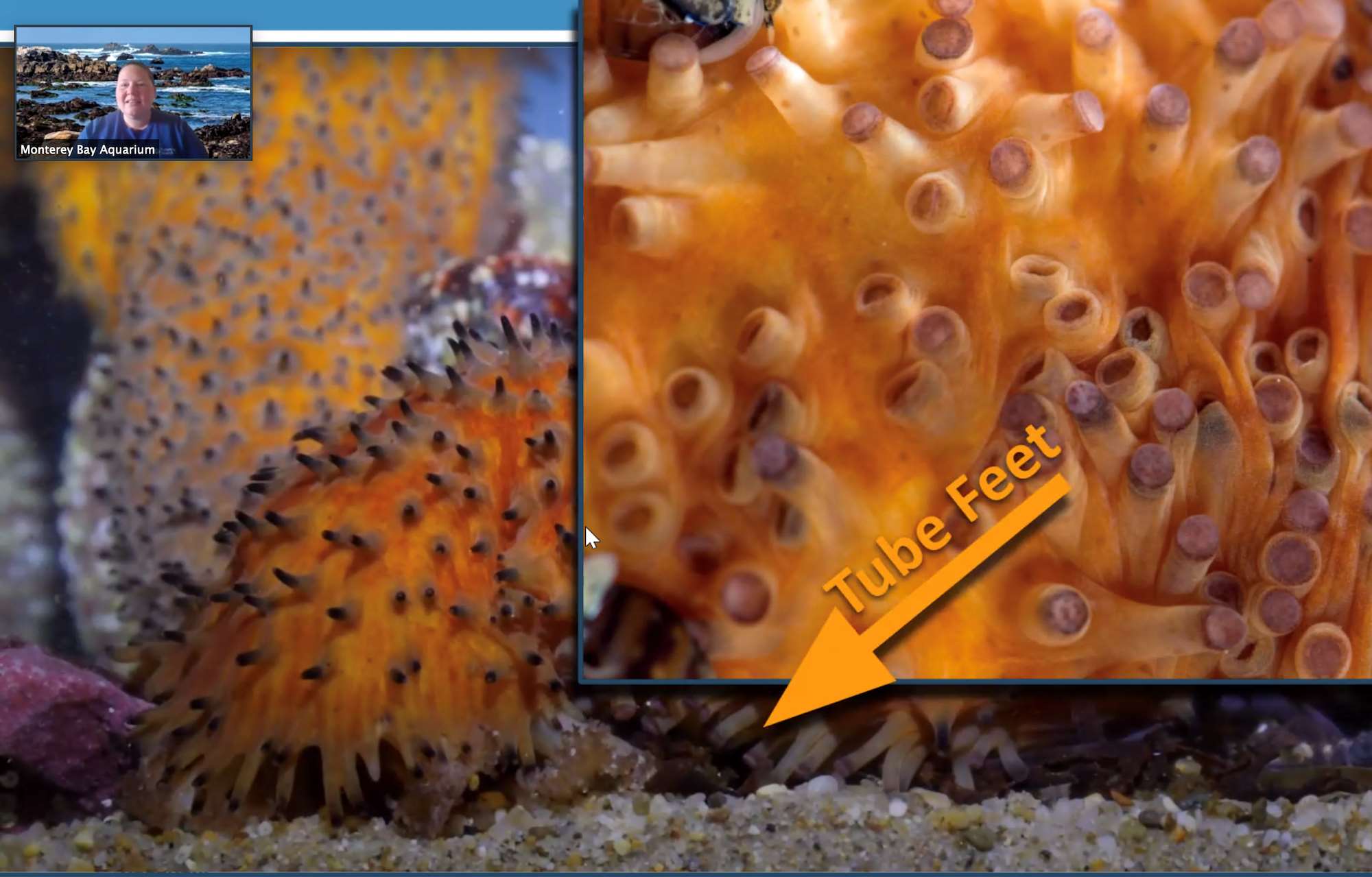 Virtual field trips bring the Aquarium to the students | Stories ...