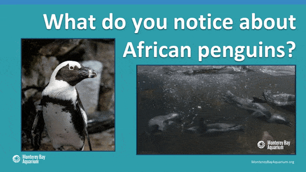 Virtual field trips bring the Aquarium to the students | Stories ...