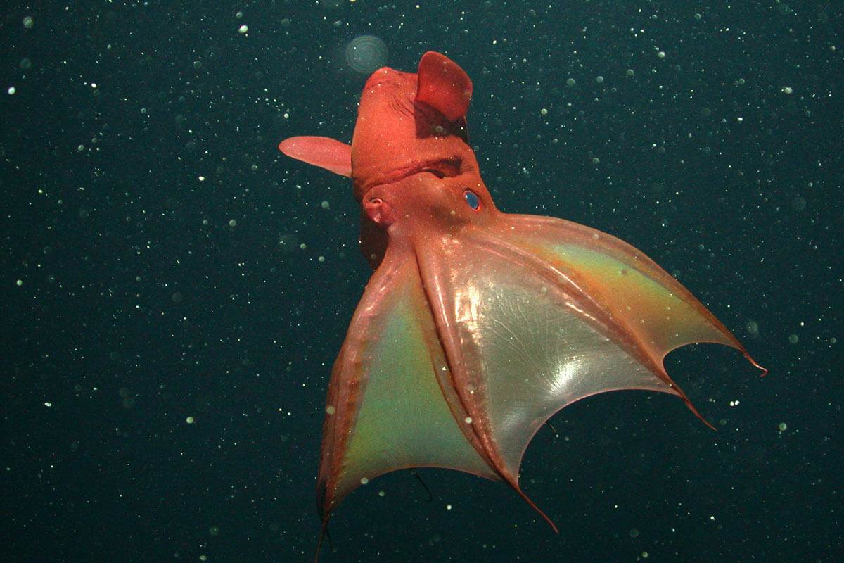 Mucus, slime and snot | Stories | Monterey Bay Aquarium