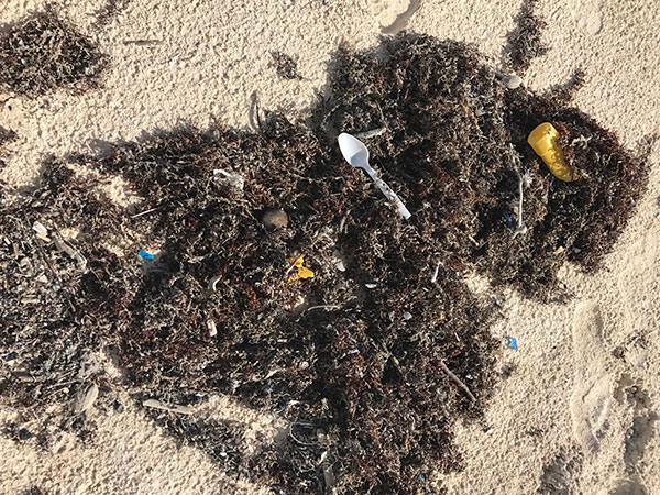 Curriculum 6-8 | Light in the deep sea | Monterey Bay Aquarium