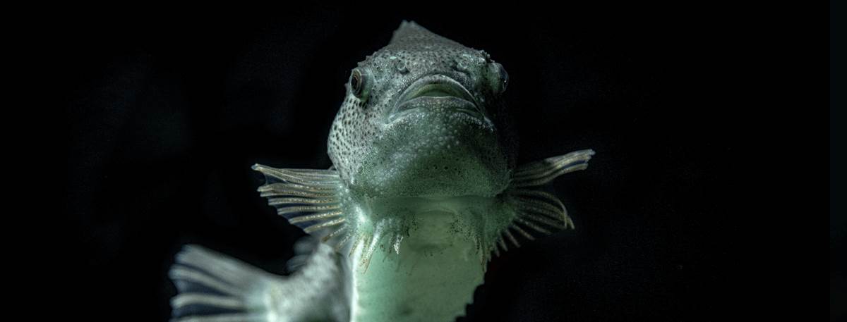 On the horizon | Into the Deep | Exhibition | Monterey Bay Aquarium