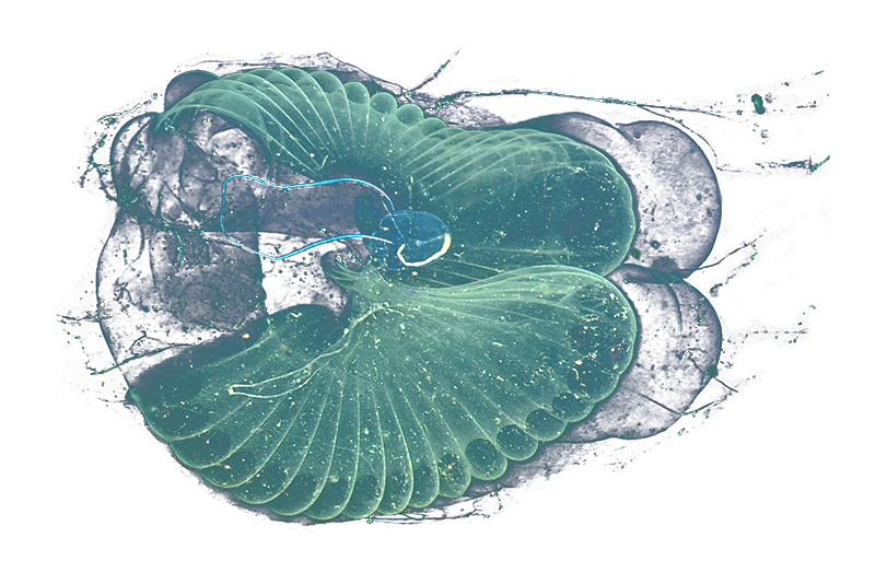 The midwater | Into the Deep | Exhibition | Monterey Bay Aquarium