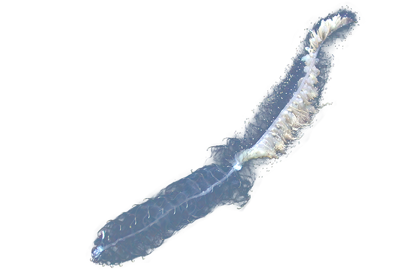 The midwater | Into the Deep | Exhibition | Monterey Bay Aquarium