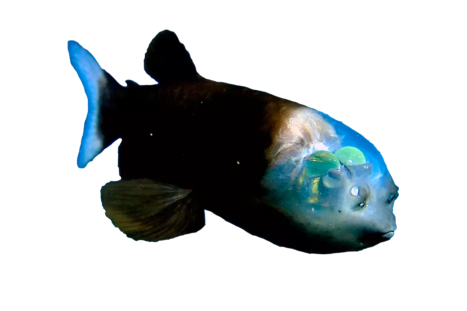 The midwater | Into the Deep | Exhibition | Monterey Bay Aquarium