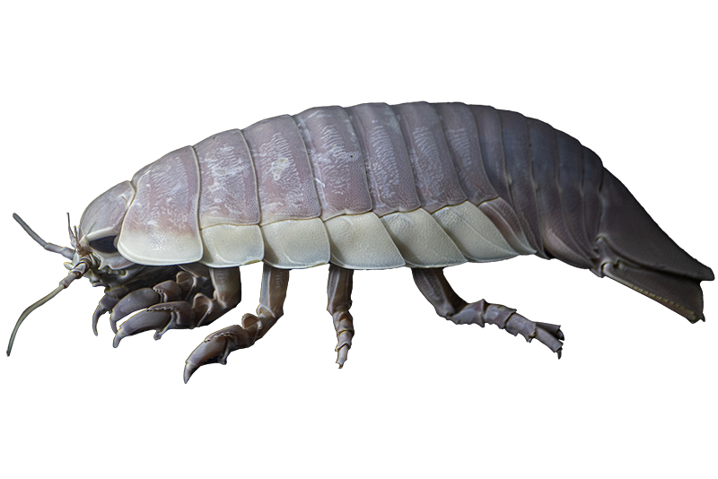 The seafloor | Into the Deep | Exhibition | Monterey Bay Aquarium