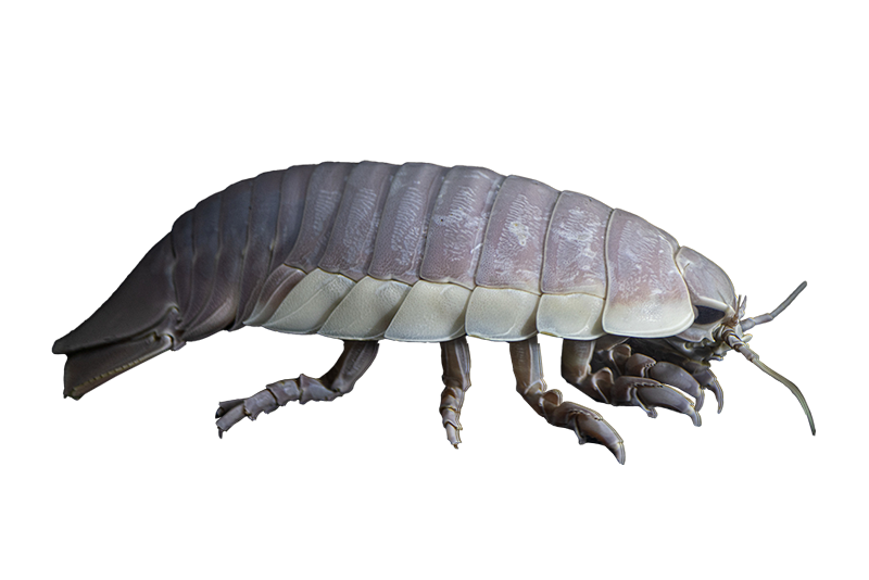 Into the Deep | Exhibition | Monterey Bay Aquarium