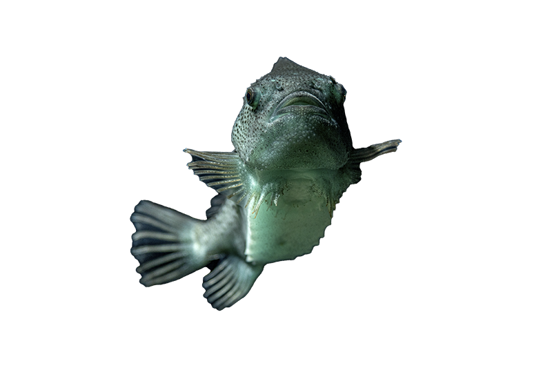 Into the Deep | Exhibition | Monterey Bay Aquarium