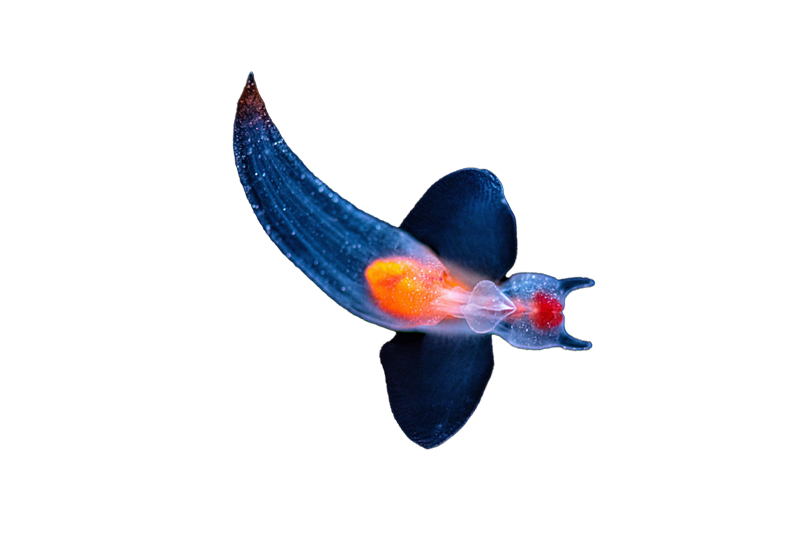 Into the Deep | Exhibition | Monterey Bay Aquarium