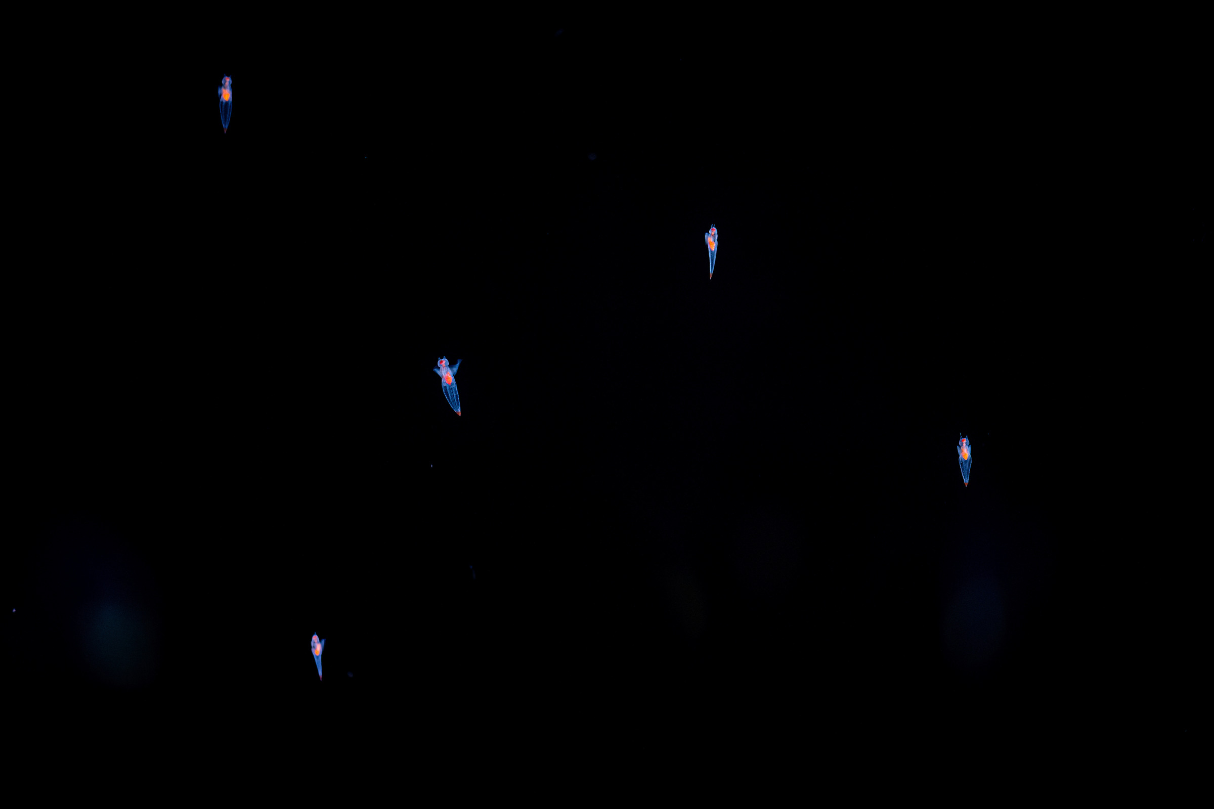 Into the Deep | Exhibition | Monterey Bay Aquarium