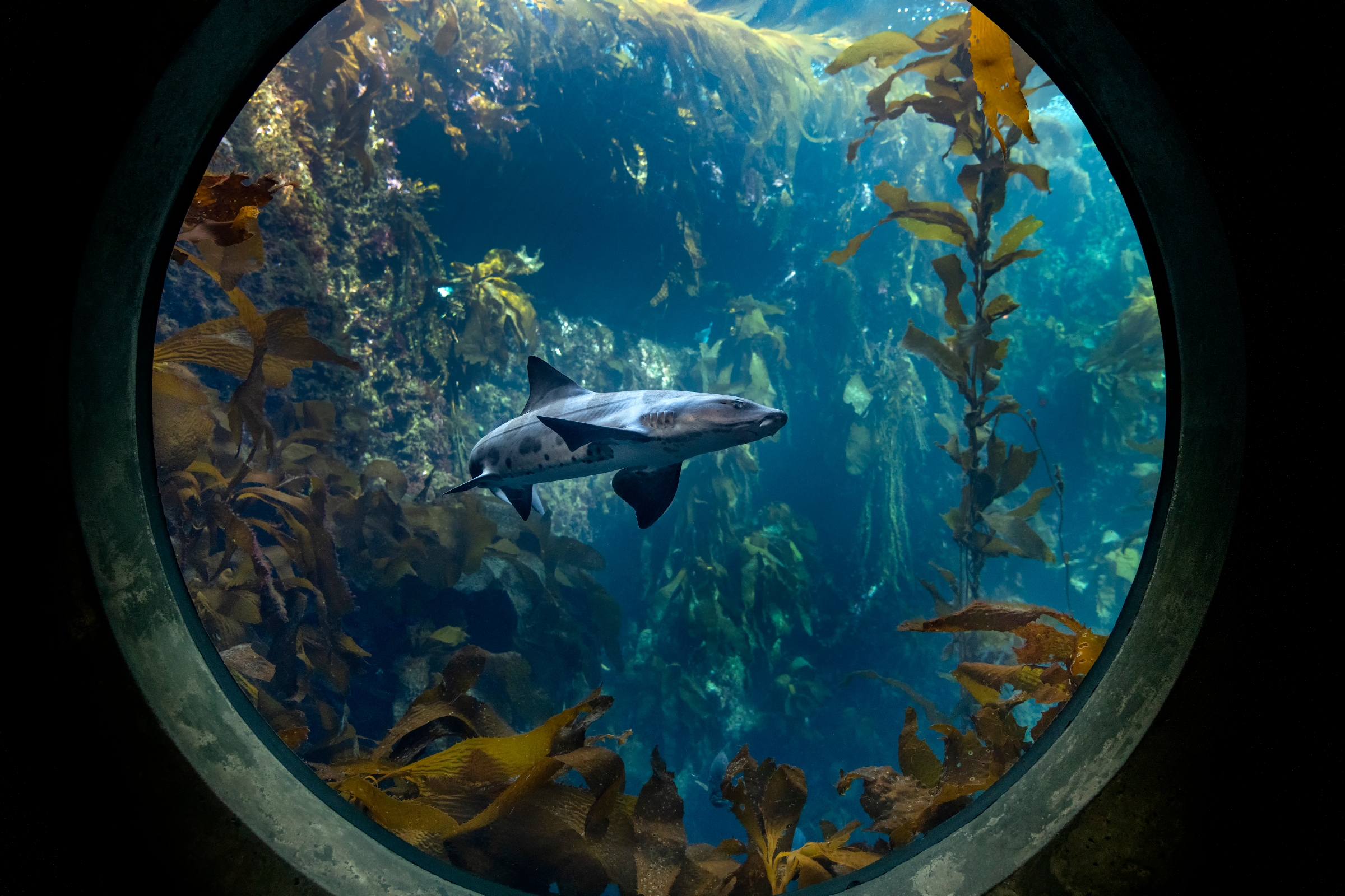 Virtual field trips bring the Aquarium to the students | Stories ...