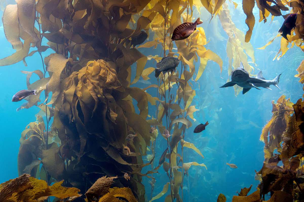 Reconstruction of the Kelp Forest, the Heart of the Aquarium
