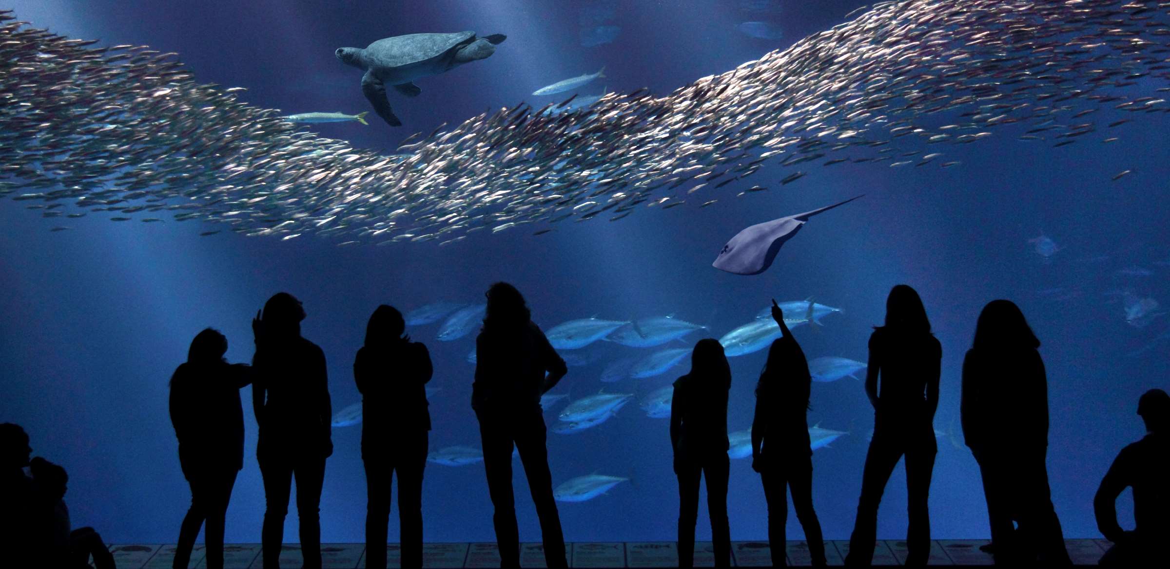 Fishing for genes via eDNA | Stories | Monterey Bay Aquarium