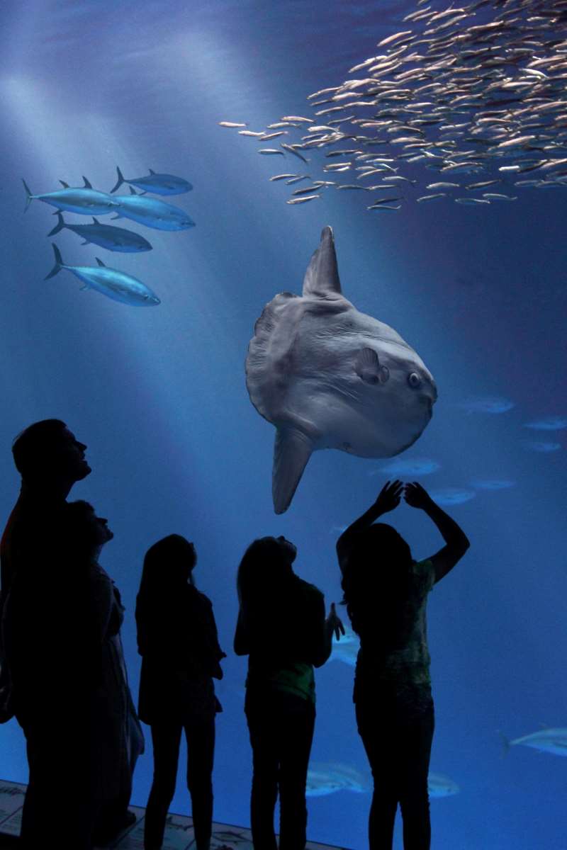 A tribute to Randy Wilder | Stories | Monterey Bay Aquarium