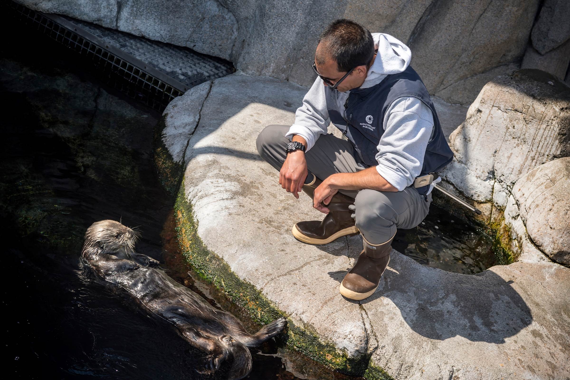 Sea Otters | Exhibit | Monterey Bay Aquarium