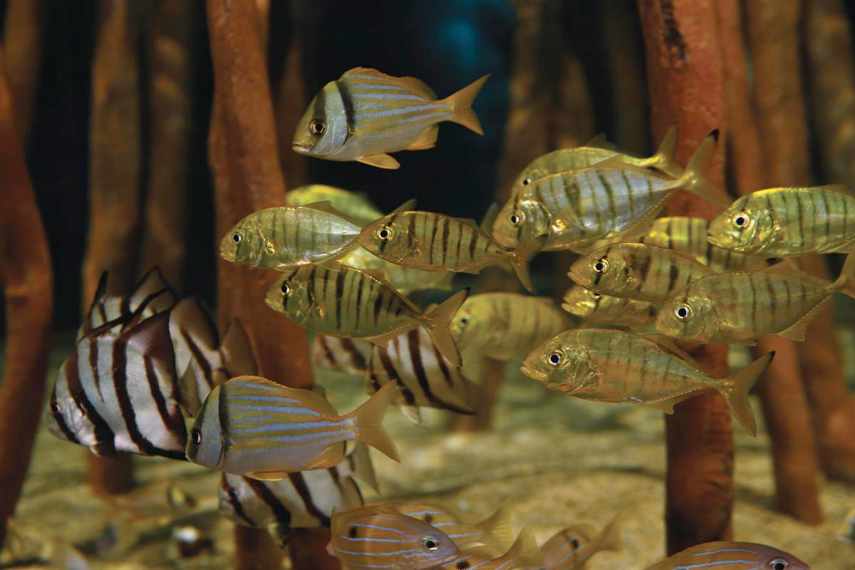 Why mangroves need protecting (and how you can help) | Stories ...