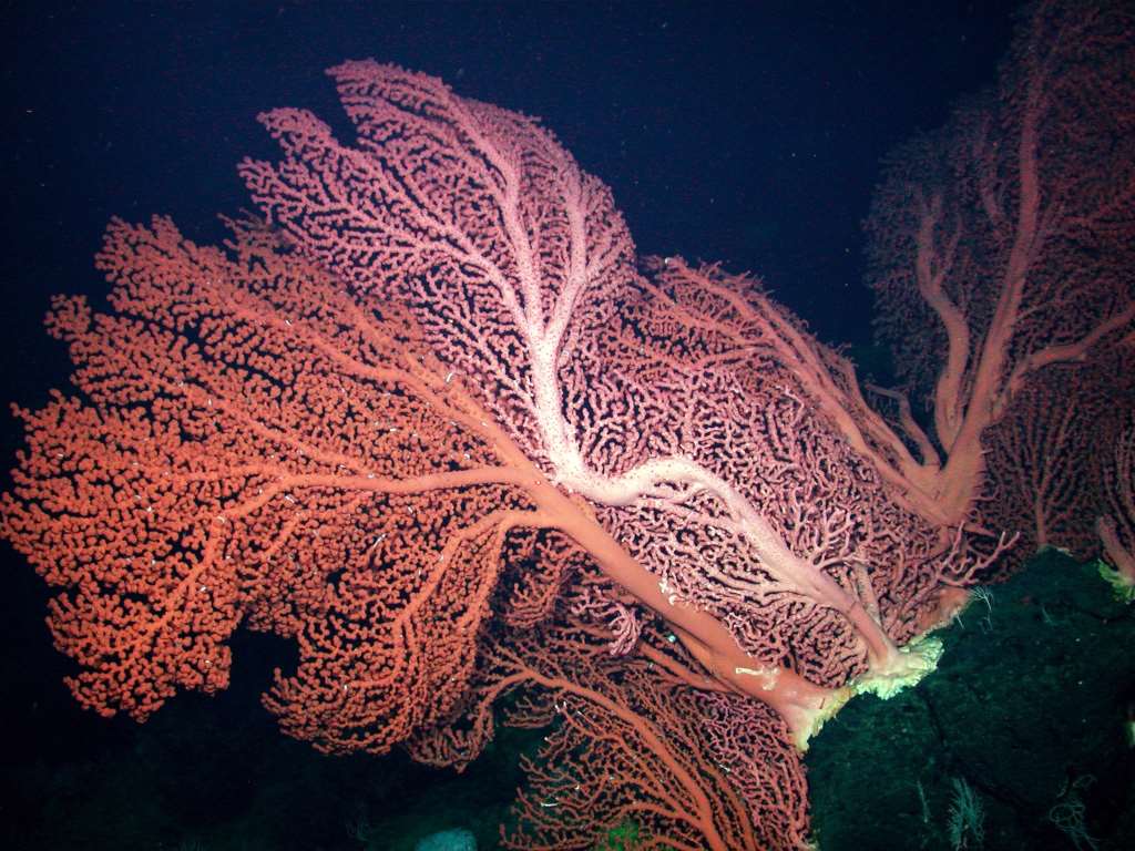 Uncovering the ocean’s deep secrets | Stories | Monterey Bay Aquarium