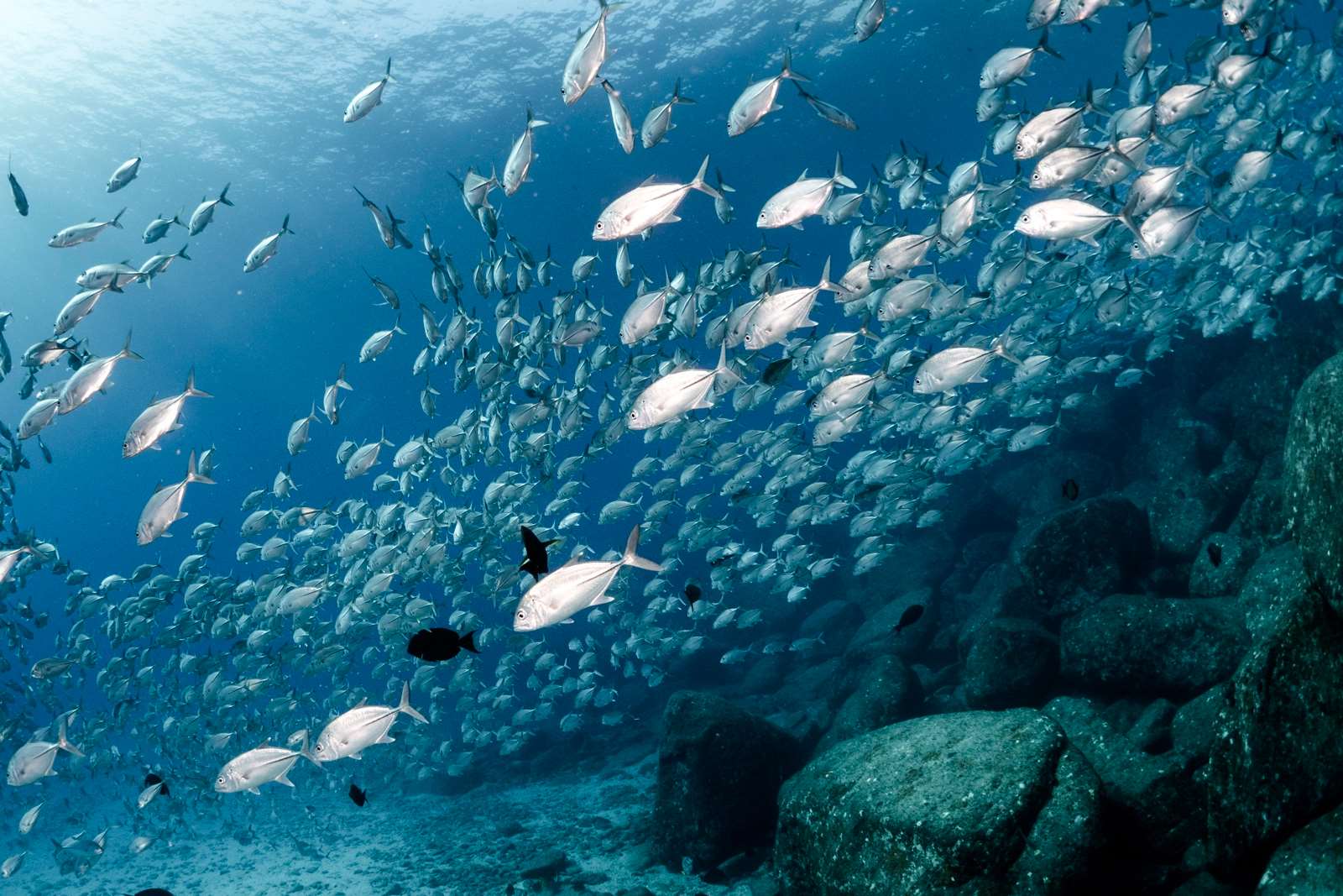 The changing map of life on Earth | Stories | Monterey Bay Aquarium