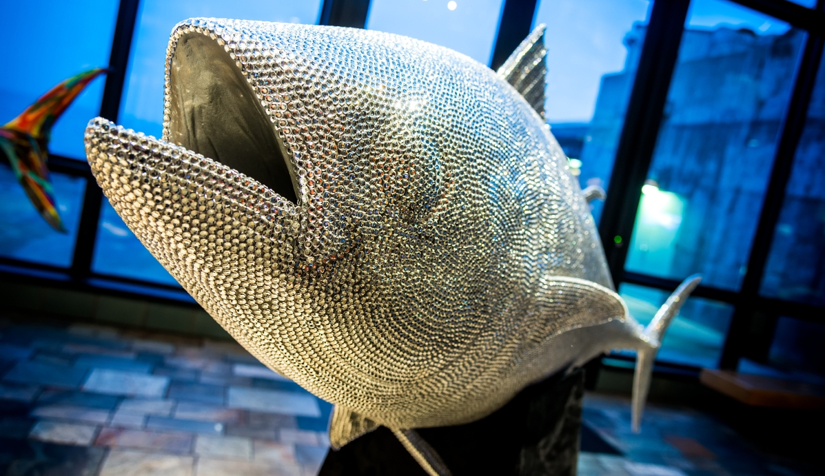 Building bridges across an ocean to save a species | Monterey Bay Aquarium