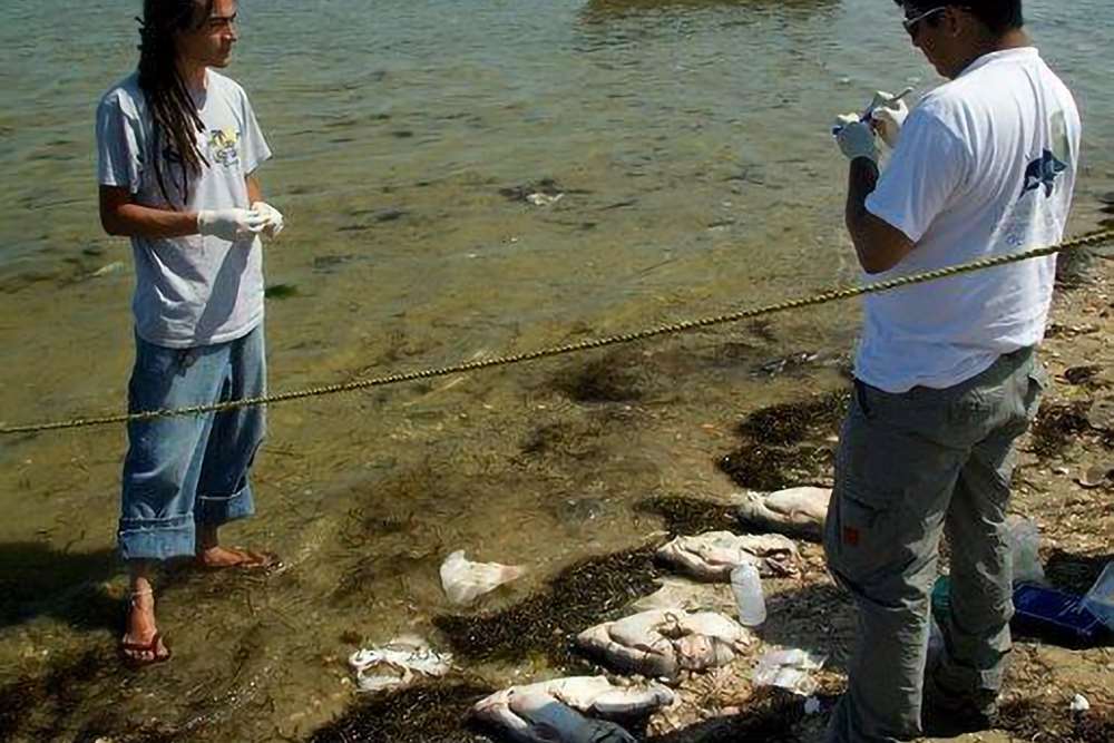 The science of shark mummies | Monterey Bay Aquarium