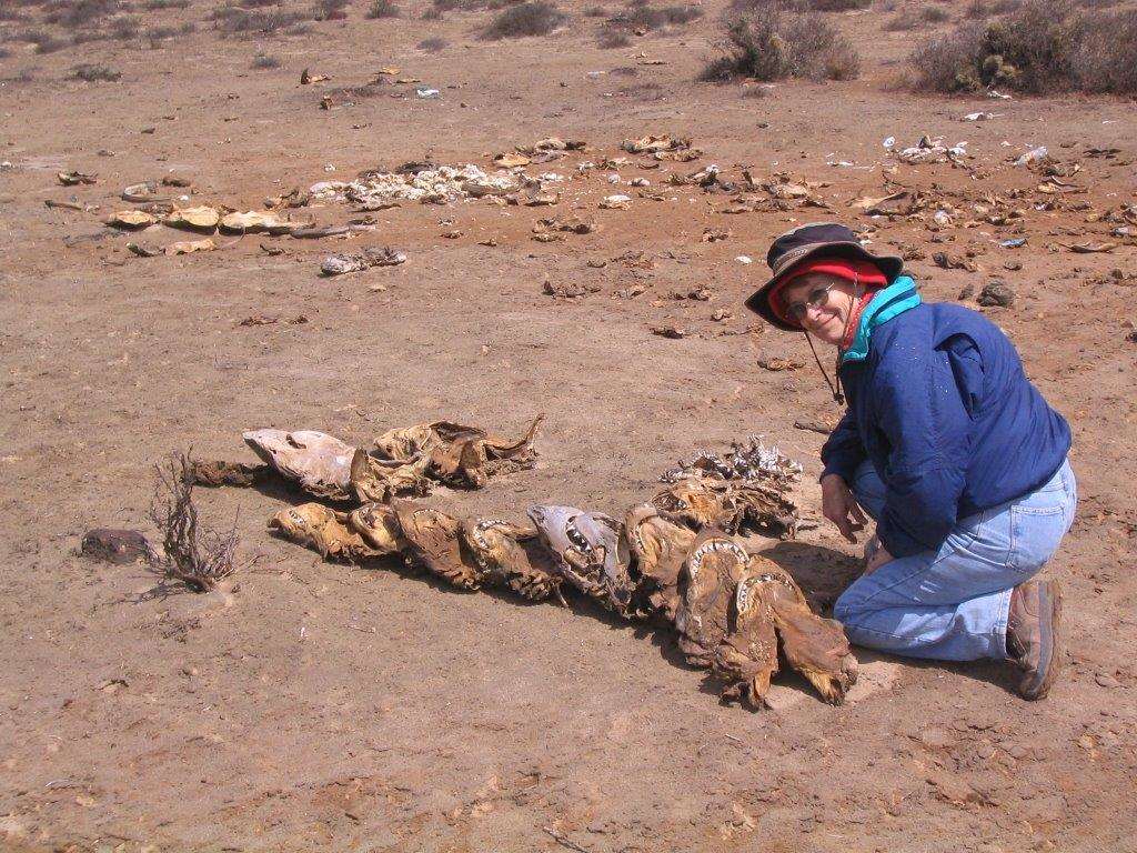 The science of shark mummies | Monterey Bay Aquarium