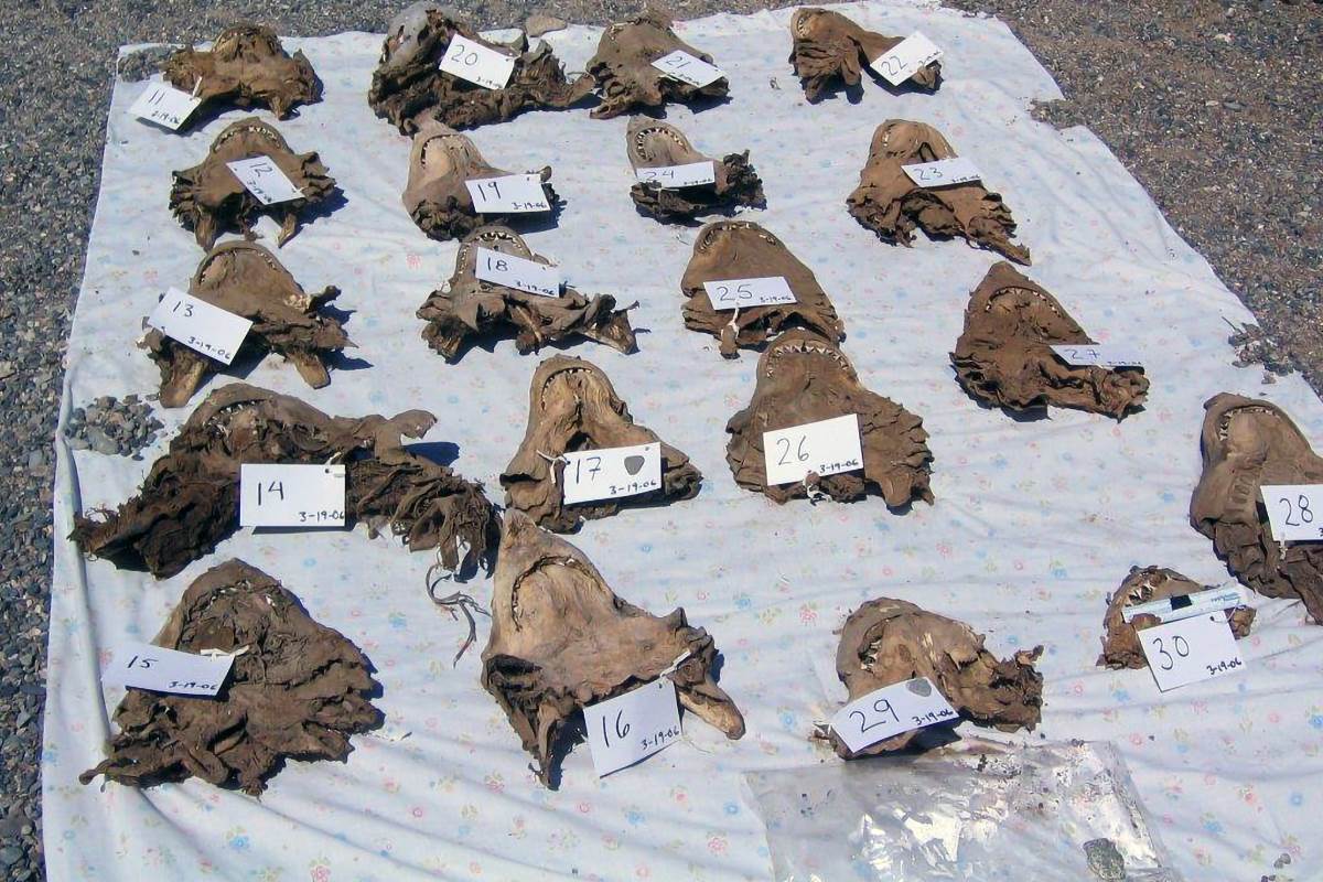 The science of shark mummies | Monterey Bay Aquarium