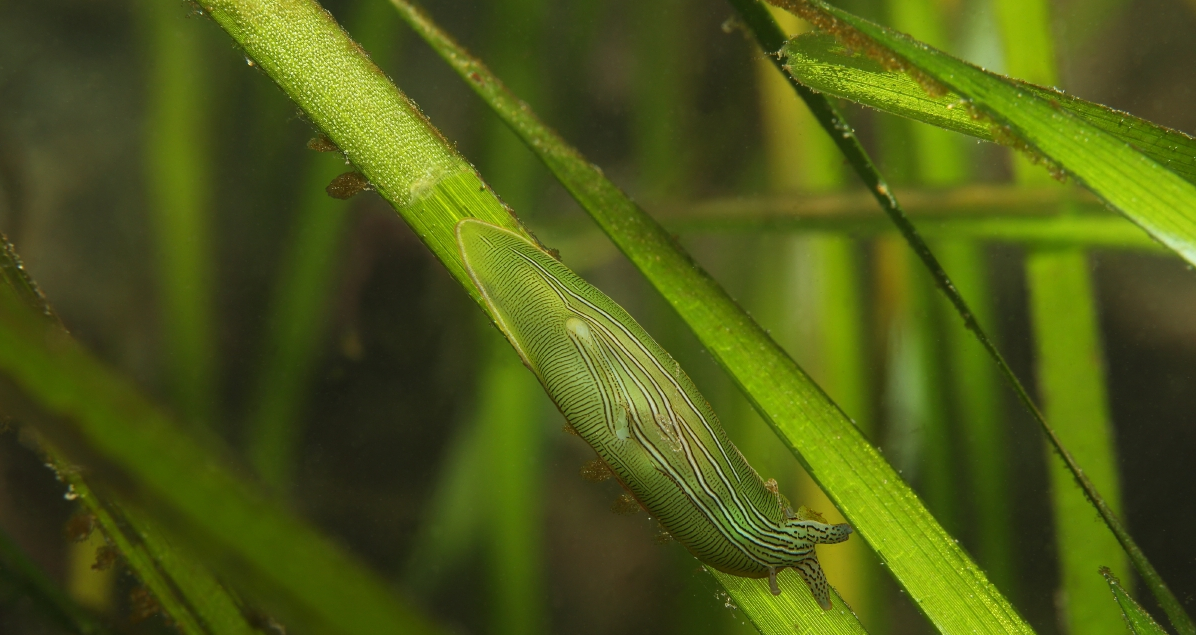 National Portrait Gallery Honors Julie Packard | Monterey Bay Aquarium
