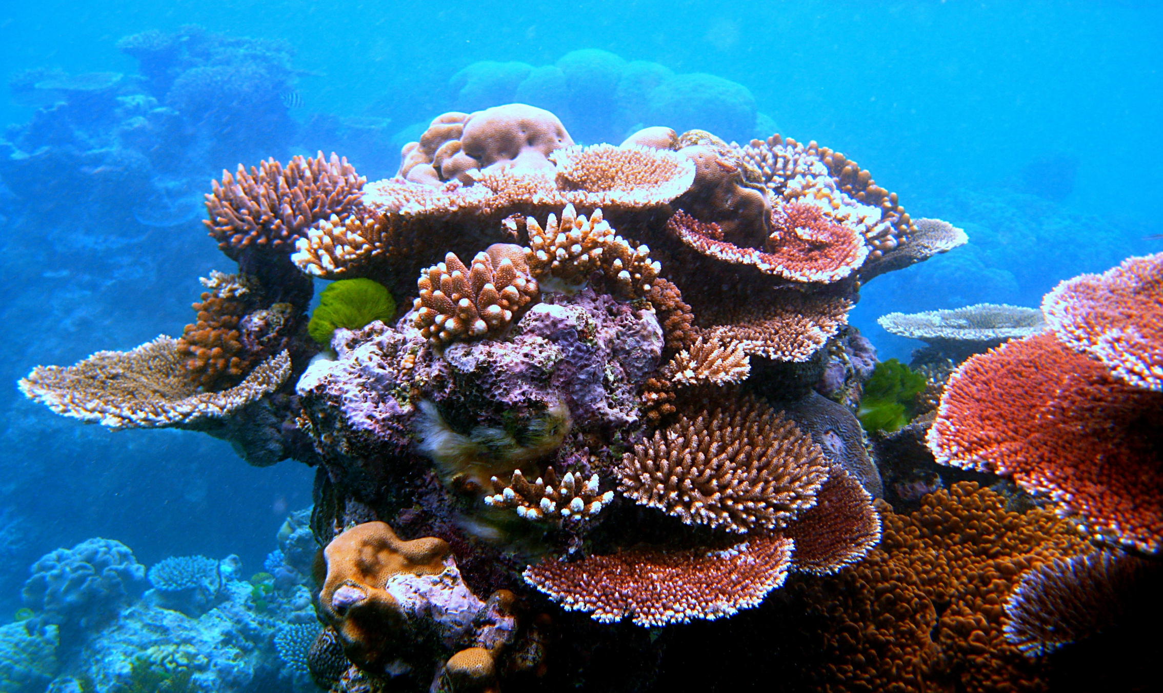 Re-writing the future for coral reefs | Monterey Bay Aquarium